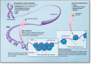 DNA and RNA | Computational Medicine Center at Thomas Jefferson University