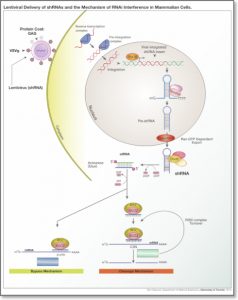 DNA and RNA | Computational Medicine Center at Thomas Jefferson University