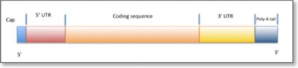 DNA and RNA | Computational Medicine Center at Thomas Jefferson University