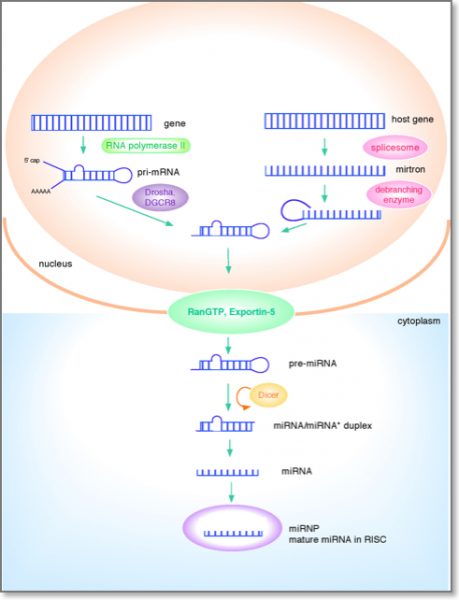 DNA and RNA | Computational Medicine Center at Thomas Jefferson University