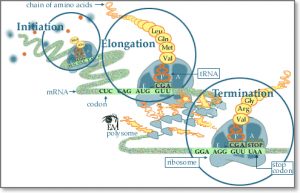DNA and RNA | Computational Medicine Center at Thomas Jefferson University