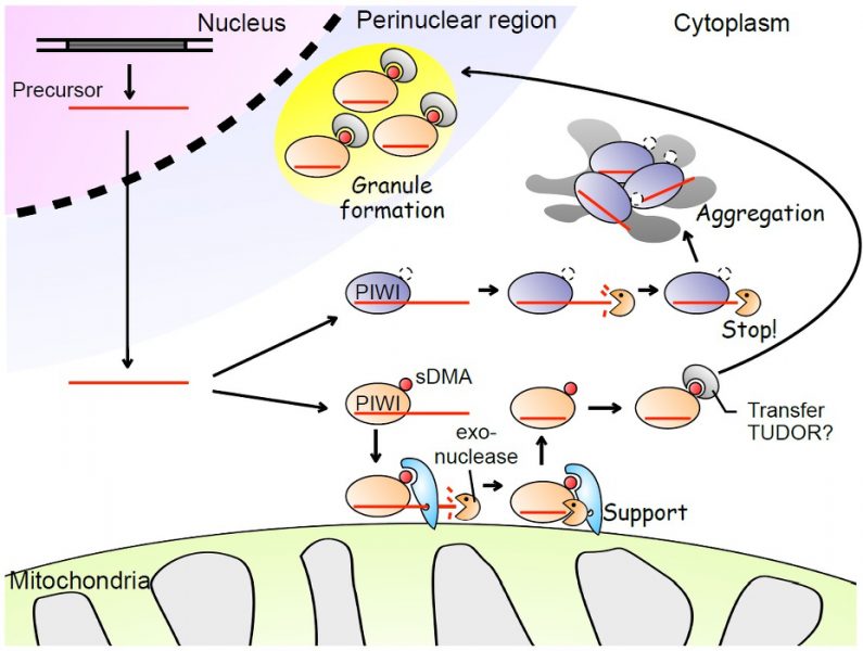 piRNA biogenesis on mitochondria | Computational Medicine Center at ...