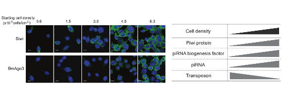 Cell-cell contact activates piRNA biogenesis | Computational Medicine ...