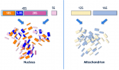rRNA & rRFs explained | Computational Medicine Center at Thomas ...