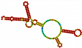 rRNA & rRFs explained | Computational Medicine Center at Thomas ...