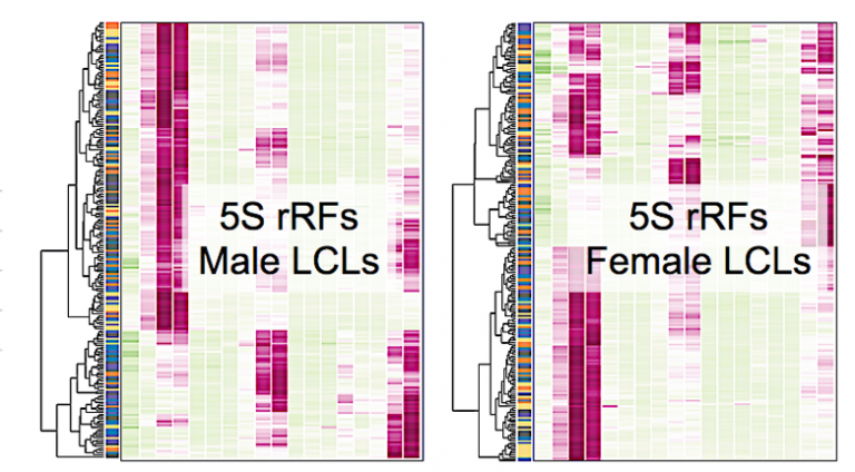 Analysis of rRNA Fragment profiles in LCLs show personal attribute ...