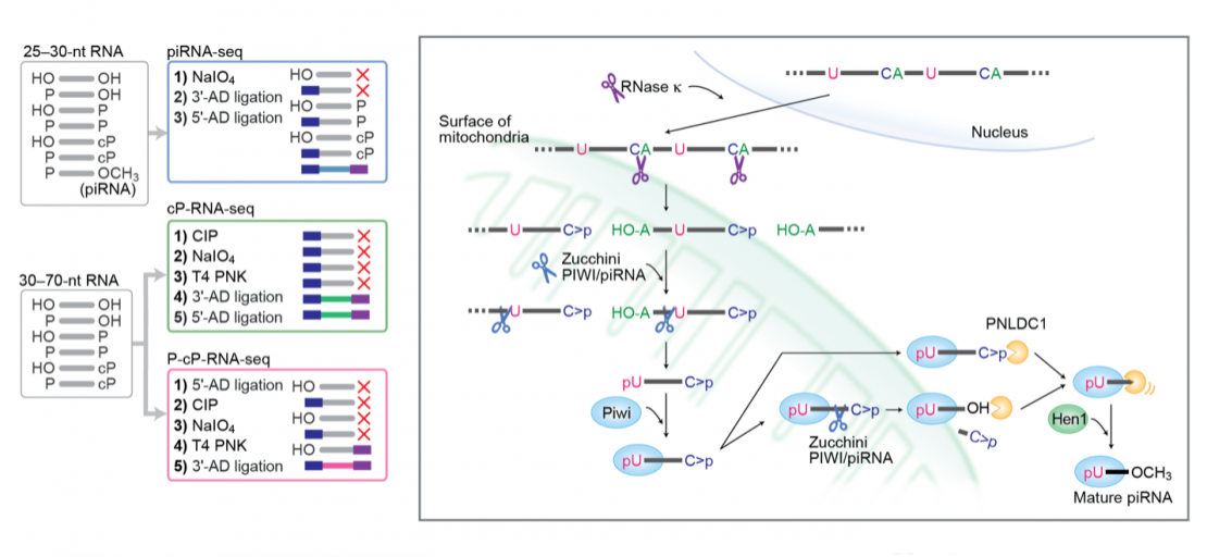 RNase κ promotes piRNA production by generating 2',3'-cyclic phosphate ...