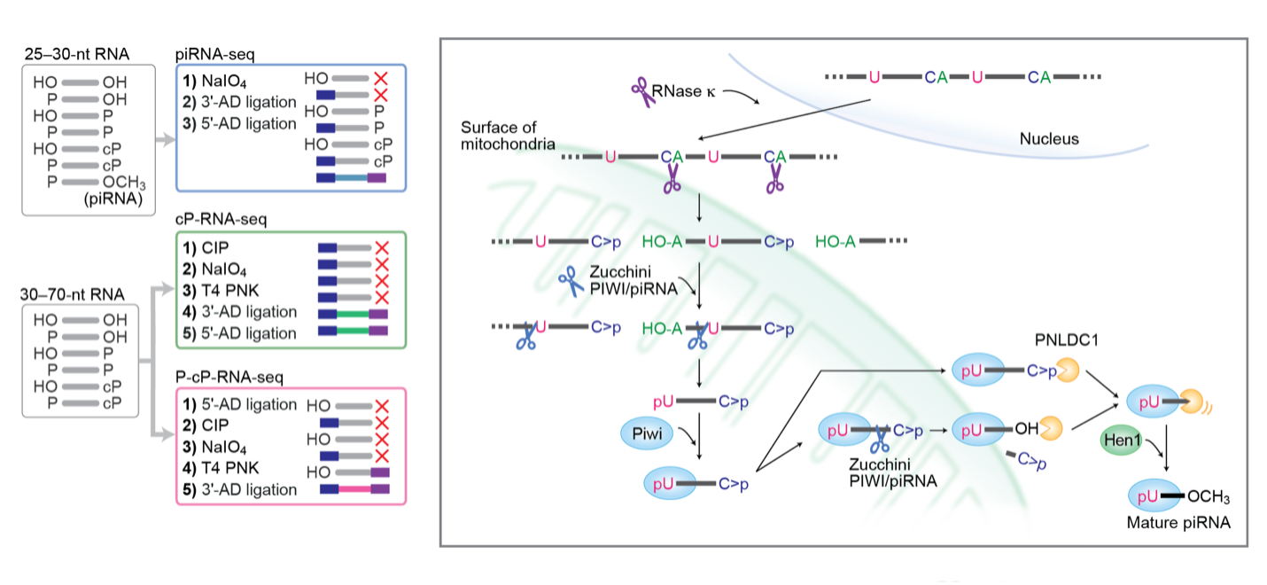 RNase κ promotes piRNA production by generating 2',3'-cyclic phosphate ...